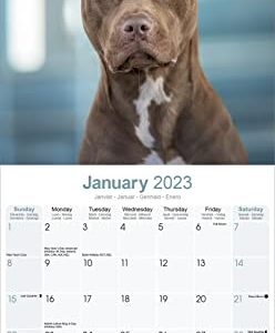 American Pit Bull Terrier Calendar - Dog Breed Calendars - 2022 - 2023 wall calendars - 16 Month by Avonside