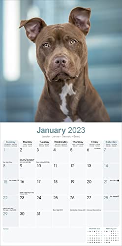 American Pit Bull Terrier Calendar - Dog Breed Calendars - 2022 - 2023 wall calendars - 16 Month by Avonside