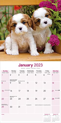 Cavalier King Charles Spaniel Calendar - Dog Breed Calendars - 2022 - 2023 wall calendars - 16 Month by Avonside