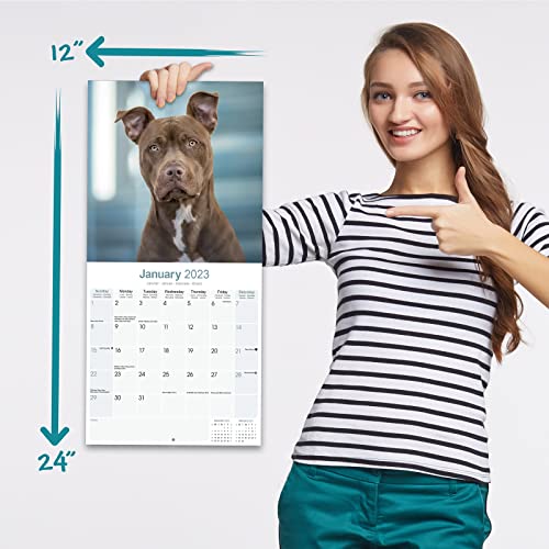 American Pit Bull Terrier Calendar - Dog Breed Calendars - 2022 - 2023 wall calendars - 16 Month by Avonside