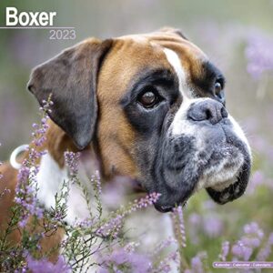 boxer dog calendar - dog breed calendars - 2022 - 2023 wall calendars - 16 month by avonside