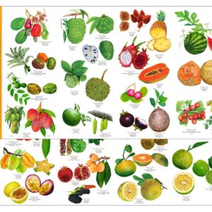 Costa Rica Tropical Fruits Identification Guide (Laminated Foldout Pocket Field Guide) (English and Spanish Edition)