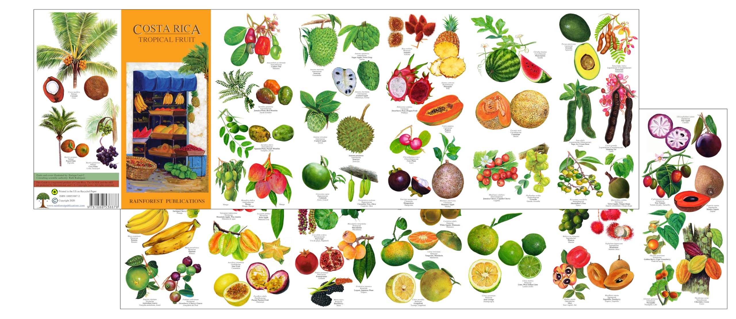 Costa Rica Tropical Fruits Identification Guide (Laminated Foldout Pocket Field Guide) (English and Spanish Edition)