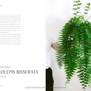 Plantopedia: The Definitive Guide to Houseplants