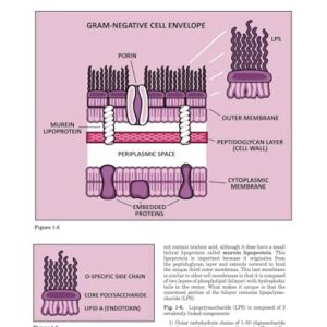 Clinical Microbiology Made Ridiculously Simple: Spiral Bound Color Edition