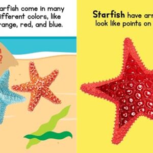 Ocean Friends - Touch and Feel Board Book - Sensory Board Book