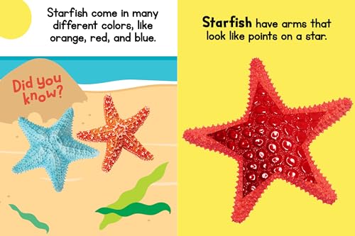 Ocean Friends - Touch and Feel Board Book - Sensory Board Book