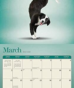 Yoga Dogs OFFICIAL | 2023 12 x 24 Inch Monthly Square Wall Calendar | BrownTrout | Animals Humor Pets