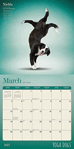 Yoga Dogs OFFICIAL | 2023 12 x 24 Inch Monthly Square Wall Calendar | BrownTrout | Animals Humor Pets