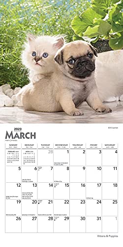 Kittens & Puppies | 2023 7 x 14 Inch Monthly Mini Wall Calendar | BrownTrout | Animals Cute Dogs Cats