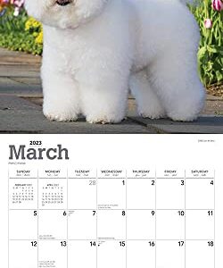 Bichon Frise | 2023 12 x 24 Inch Monthly Square Wall Calendar | Foil Stamped Cover | BrownTrout | Animals Dog Breeds DogDays