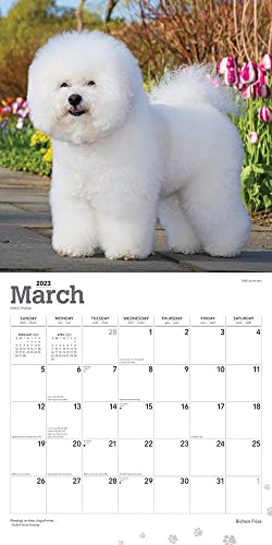 Bichon Frise | 2023 12 x 24 Inch Monthly Square Wall Calendar | Foil Stamped Cover | BrownTrout | Animals Dog Breeds DogDays