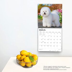 Bichon Frise | 2023 12 x 24 Inch Monthly Square Wall Calendar | Foil Stamped Cover | BrownTrout | Animals Dog Breeds DogDays