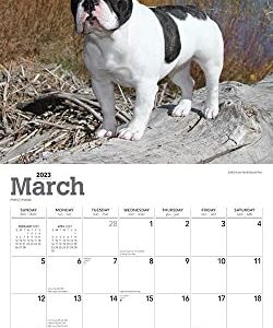 French Bulldogs | 2023 12 x 24 Inch Monthly Square Wall Calendar | BrownTrout | Animals Dog Breeds DogDays