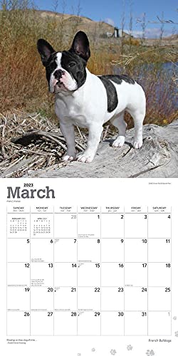 French Bulldogs | 2023 12 x 24 Inch Monthly Square Wall Calendar | BrownTrout | Animals Dog Breeds DogDays