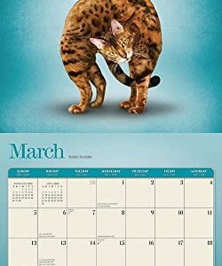 Yoga Cats OFFICIAL | 2023 12 x 24 Inch Monthly Square Wall Calendar | BrownTrout | Animals Humor Pets