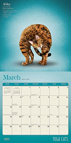 Yoga Cats OFFICIAL | 2023 12 x 24 Inch Monthly Square Wall Calendar | BrownTrout | Animals Humor Pets