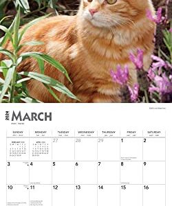 Ginger Cats | 2024 12 x 24 Inch Monthly Square Wall Calendar | BrownTrout | Animals Kittens Feline Pets