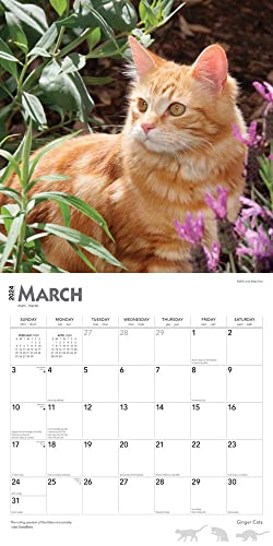 Ginger Cats | 2024 12 x 24 Inch Monthly Square Wall Calendar | BrownTrout | Animals Kittens Feline Pets