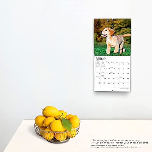 Golden Retriever Puppies | 2023 7 x 14 Inch Monthly Mini Wall Calendar | BrownTrout | Animals Dog Breeds Puppy DogDays