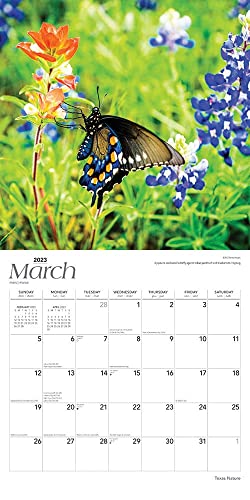 Texas Nature | 2023 12 x 24 Inch Monthly Square Wall Calendar | Foil Stamped Cover | BrownTrout | USA United States of America Southwest State Wilderness