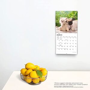 Kittens & Puppies | 2023 7 x 14 Inch Monthly Mini Wall Calendar | BrownTrout | Animals Cute Dogs Cats