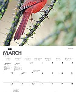 Cardinals | 2023 12 x 24 Inch Monthly Square Wall Calendar | BrownTrout | Animals Wildlife Red Birds