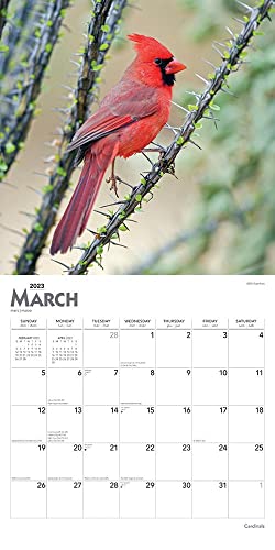 Cardinals | 2023 12 x 24 Inch Monthly Square Wall Calendar | BrownTrout | Animals Wildlife Red Birds