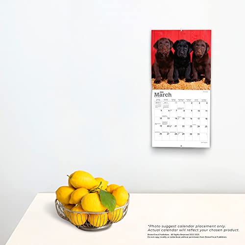 Lab Puppies | 2023 7 x 14 Inch Monthly Mini Wall Calendar | BrownTrout | Animals Dog Breeds Puppy DogDays