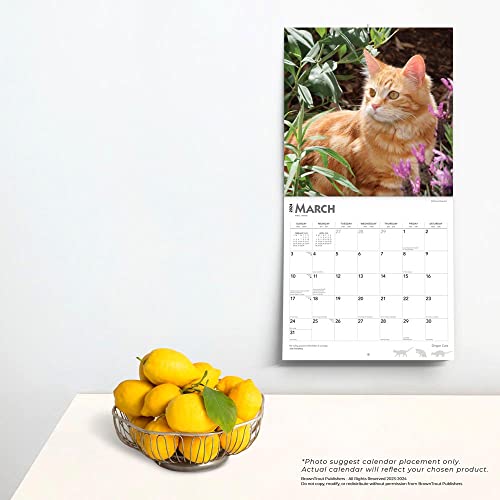 Ginger Cats | 2024 12 x 24 Inch Monthly Square Wall Calendar | BrownTrout | Animals Kittens Feline Pets