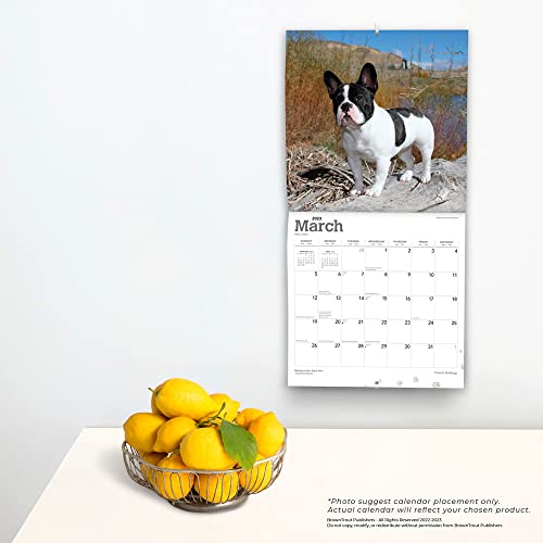 French Bulldogs | 2023 12 x 24 Inch Monthly Square Wall Calendar | BrownTrout | Animals Dog Breeds DogDays