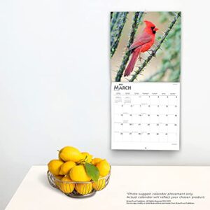 Cardinals | 2023 12 x 24 Inch Monthly Square Wall Calendar | BrownTrout | Animals Wildlife Red Birds