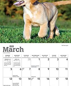 Golden Retriever Puppies | 2023 7 x 14 Inch Monthly Mini Wall Calendar | BrownTrout | Animals Dog Breeds Puppy DogDays