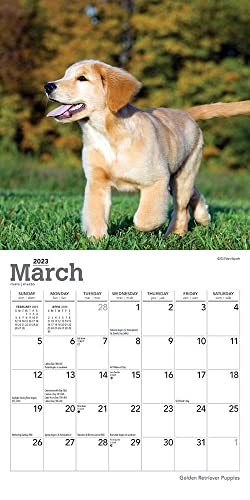 Golden Retriever Puppies | 2023 7 x 14 Inch Monthly Mini Wall Calendar | BrownTrout | Animals Dog Breeds Puppy DogDays