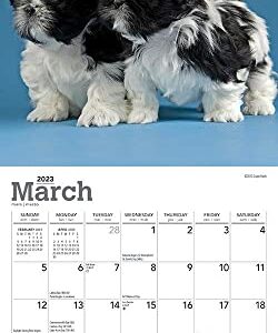 Shih Tzu Puppies | 2023 7 x 14 Inch Monthly Mini Wall Calendar | BrownTrout | Animal Small Dog Breed Puppy DogDays