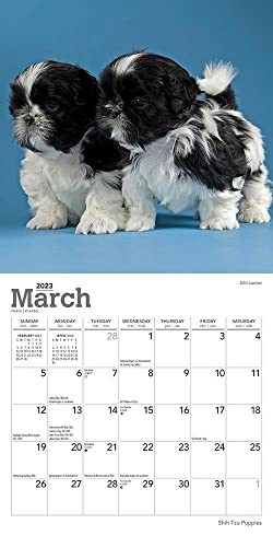 Shih Tzu Puppies | 2023 7 x 14 Inch Monthly Mini Wall Calendar | BrownTrout | Animal Small Dog Breed Puppy DogDays