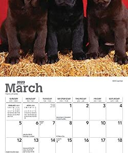 Lab Puppies | 2023 7 x 14 Inch Monthly Mini Wall Calendar | BrownTrout | Animals Dog Breeds Puppy DogDays