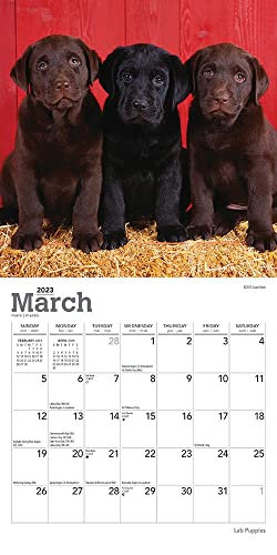 Lab Puppies | 2023 7 x 14 Inch Monthly Mini Wall Calendar | BrownTrout | Animals Dog Breeds Puppy DogDays