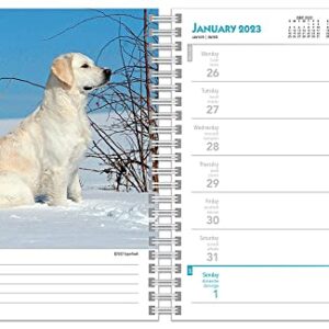 Golden Retrievers | 2023 6 x 7.75 Inch Spiral-Bound Wire-O Weekly Engagement Planner Calendar | New Full-Color Image Every Week | BrownTrout | Animals Dog Breeds Pets