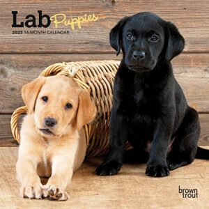 lab puppies | 2023 7 x 14 inch monthly mini wall calendar | browntrout | animals dog breeds puppy dogdays