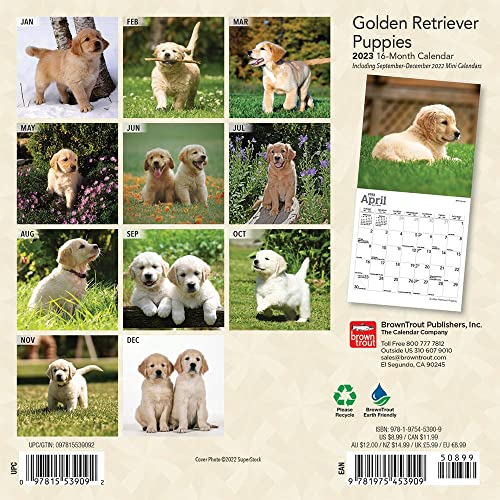 Golden Retriever Puppies | 2023 7 x 14 Inch Monthly Mini Wall Calendar | BrownTrout | Animals Dog Breeds Puppy DogDays