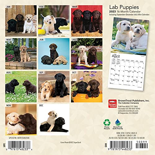 Lab Puppies | 2023 7 x 14 Inch Monthly Mini Wall Calendar | BrownTrout | Animals Dog Breeds Puppy DogDays