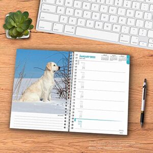 Golden Retrievers | 2023 6 x 7.75 Inch Spiral-Bound Wire-O Weekly Engagement Planner Calendar | New Full-Color Image Every Week | BrownTrout | Animals Dog Breeds Pets