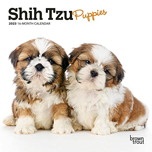 Shih Tzu Puppies | 2023 7 x 14 Inch Monthly Mini Wall Calendar | BrownTrout | Animal Small Dog Breed Puppy DogDays