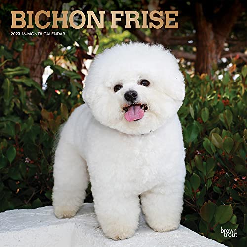 Bichon Frise | 2023 12 x 24 Inch Monthly Square Wall Calendar | Foil Stamped Cover | BrownTrout | Animals Dog Breeds DogDays