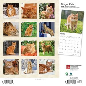 Ginger Cats | 2024 12 x 24 Inch Monthly Square Wall Calendar | BrownTrout | Animals Kittens Feline Pets