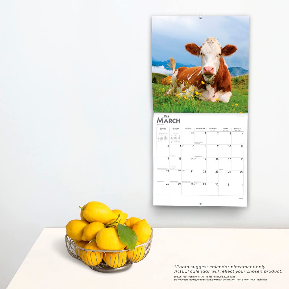 Cows | 2023 12 x 24 Inch Monthly Square Wall Calendar | BrownTrout | Domestic Farm Animals