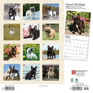 French Bulldogs | 2023 12 x 24 Inch Monthly Square Wall Calendar | BrownTrout | Animals Dog Breeds DogDays