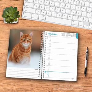 Cat Lovers | 2023 6 x 7.75 Inch Spiral-Bound Wire-O Weekly Engagement Planner Calendar | New Full-Color Image Every Week | BrownTrout | Animals Domestic Kittens Feline