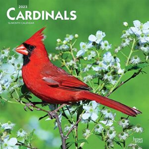 cardinals | 2023 12 x 24 inch monthly square wall calendar | browntrout | animals wildlife red birds